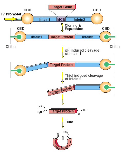 Untitled Document [www.bio.davidson.edu]