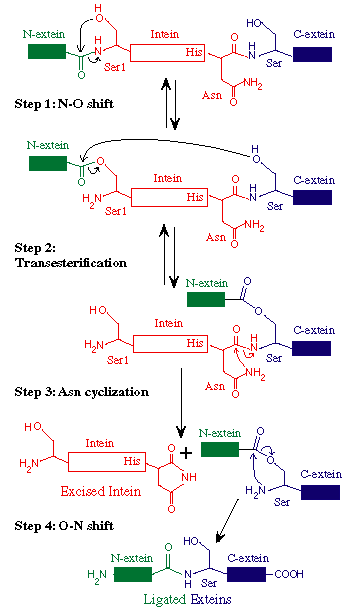 Untitled Document [www.bio.davidson.edu]