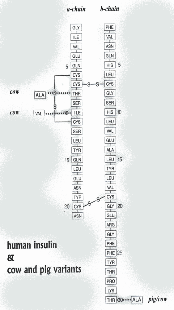 My Favorite Protein: Insulin