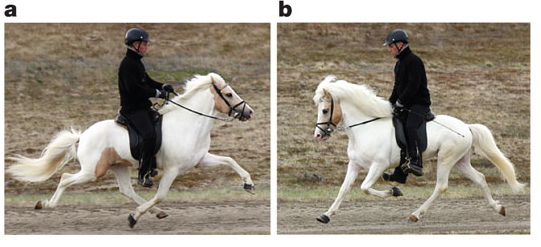 Figure 1 : (a) A pacing horse; fore- andhind-legs on the same side of ...