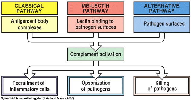 Mannose Binding Lectin Mbl