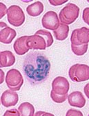 Monocytes at 400X Magnification