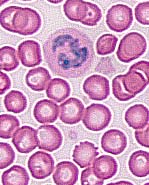 Neutrophils at 400X Magnification