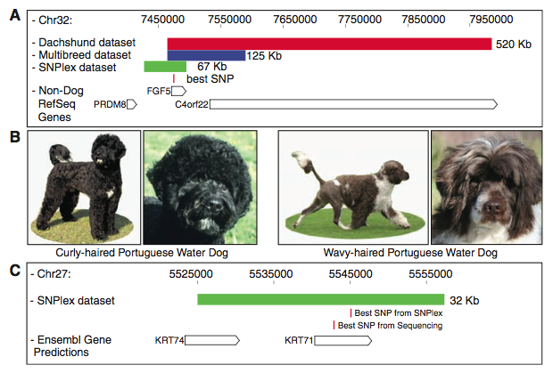 Review of "Coat Variation in the Domestic Dog Is Governed by Variants ...