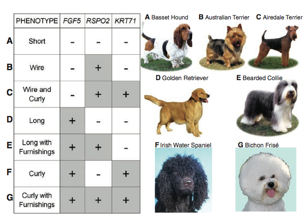 Review of "Coat Variation in the Domestic Dog Is Governed by Variants ...