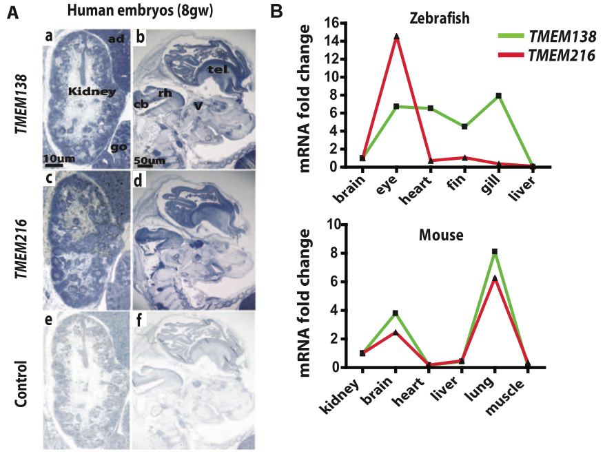 Davidson Genomics Student Course Page
