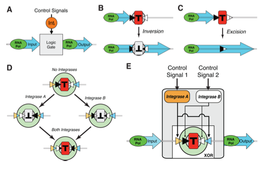 Davidson Genomics Student Course Page