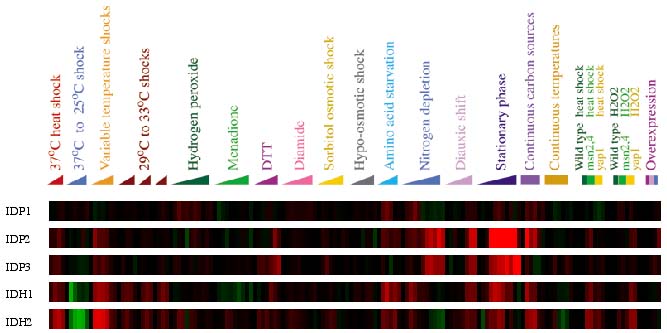 IDH isozyme genes' expressions compared