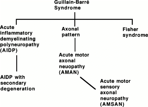 Davidson College: Immune Condition: Guillain-Barre Syndrome