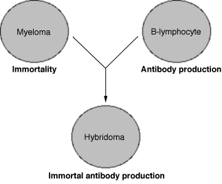 monoclonalantibodies