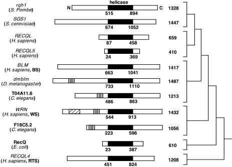 DNA Helicase WRN
