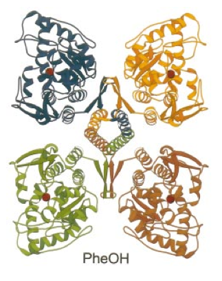 Phenylalanine Hydroxylase