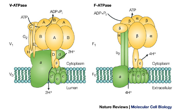 molecular biology - Determining and Differentiating specific ATPases ...