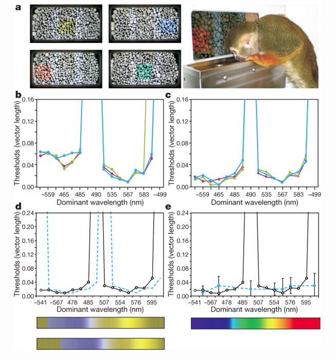 Gene therapy for red-green color blindness in adult primates