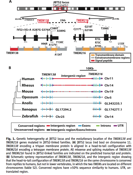 Olivia Brown's Genomics Web Page