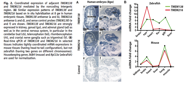 Olivia Brown's Genomics Web Page
