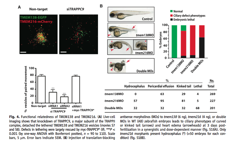 Olivia Brown's Genomics Web Page