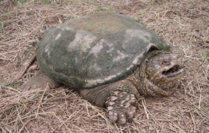 Common Snapping Turtle - North Carolina