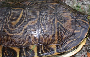 Florida Cooter - North Carolina