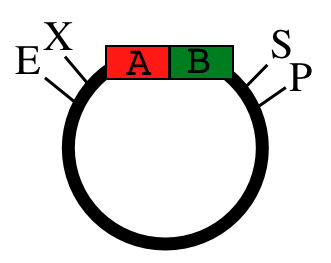 Cloning BioBrick Parts