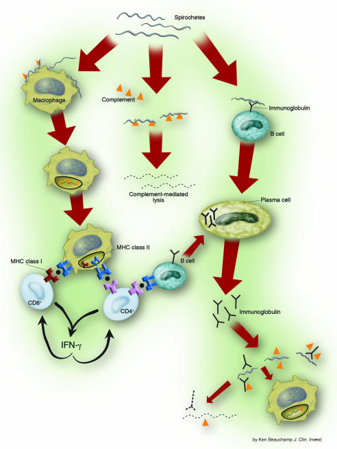 spirochete infection - meddic