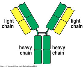 humoral response involves