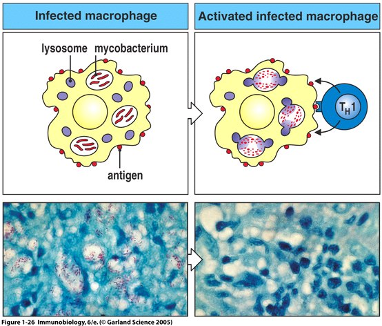 mycobacterium lepre